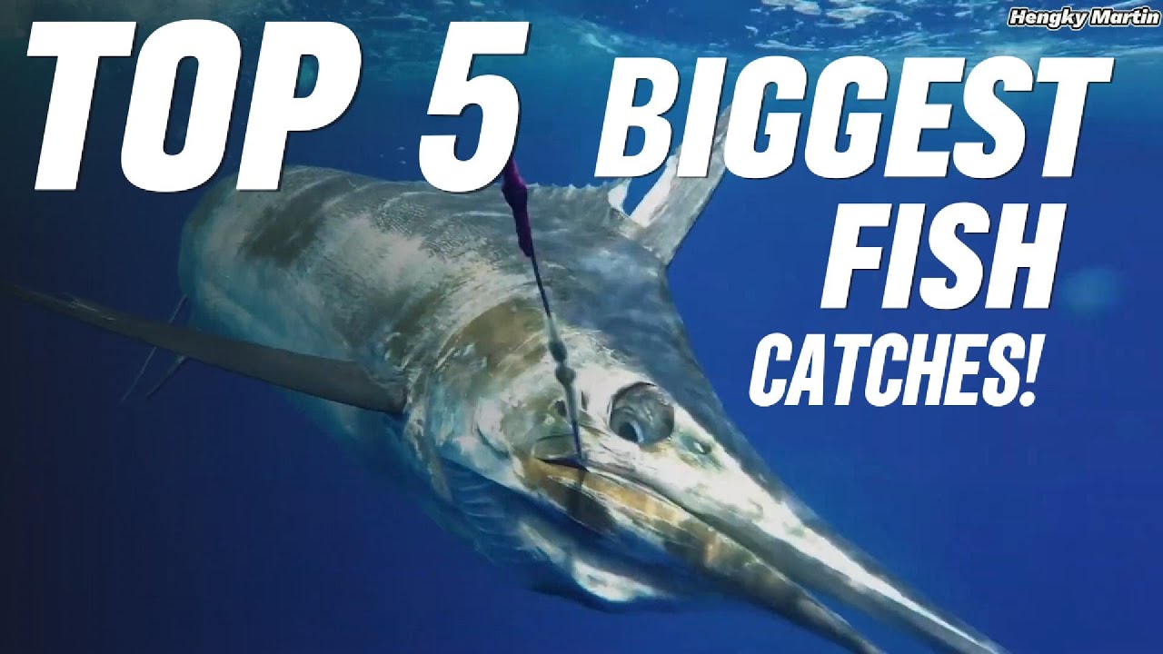 Top 5 Biggest Fish Ever Caught at Sea! Record Breaking Weights Revealed ...