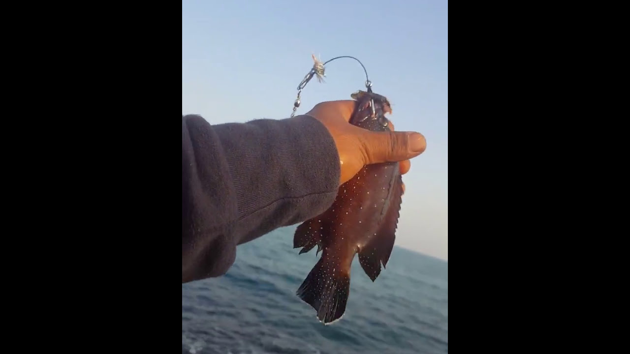 Hamour fishing in abu dhabi - YouTube