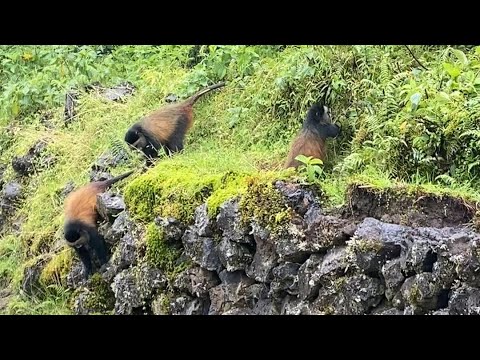 Troop Of Golden Monkeys Trying To Steal Potatoes 😂 - Volcano National ...