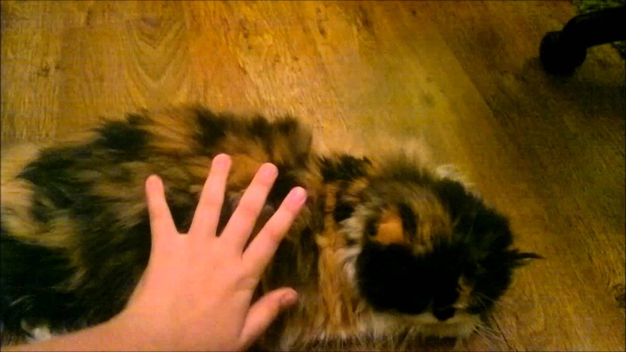 How to push cat - YouTube