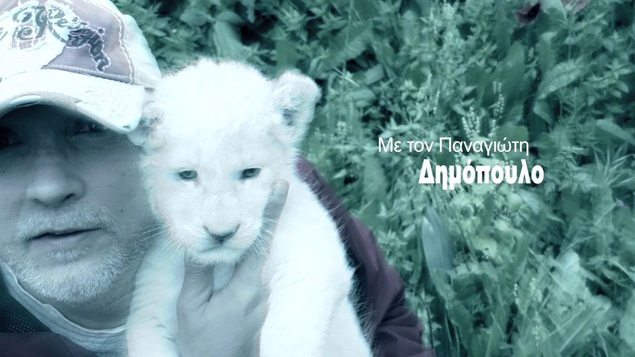 ΣΙΜΠΑ: Το σπάνιο ΛΕΥΚΟ ΛΙΟΝΤΑΡΙ της Κύπρου - YouTube