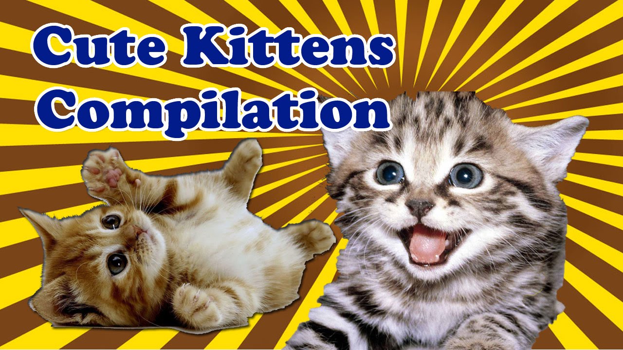 Cute Kittens Compilation Cutest Kittens On Youtube Funny Cat Video