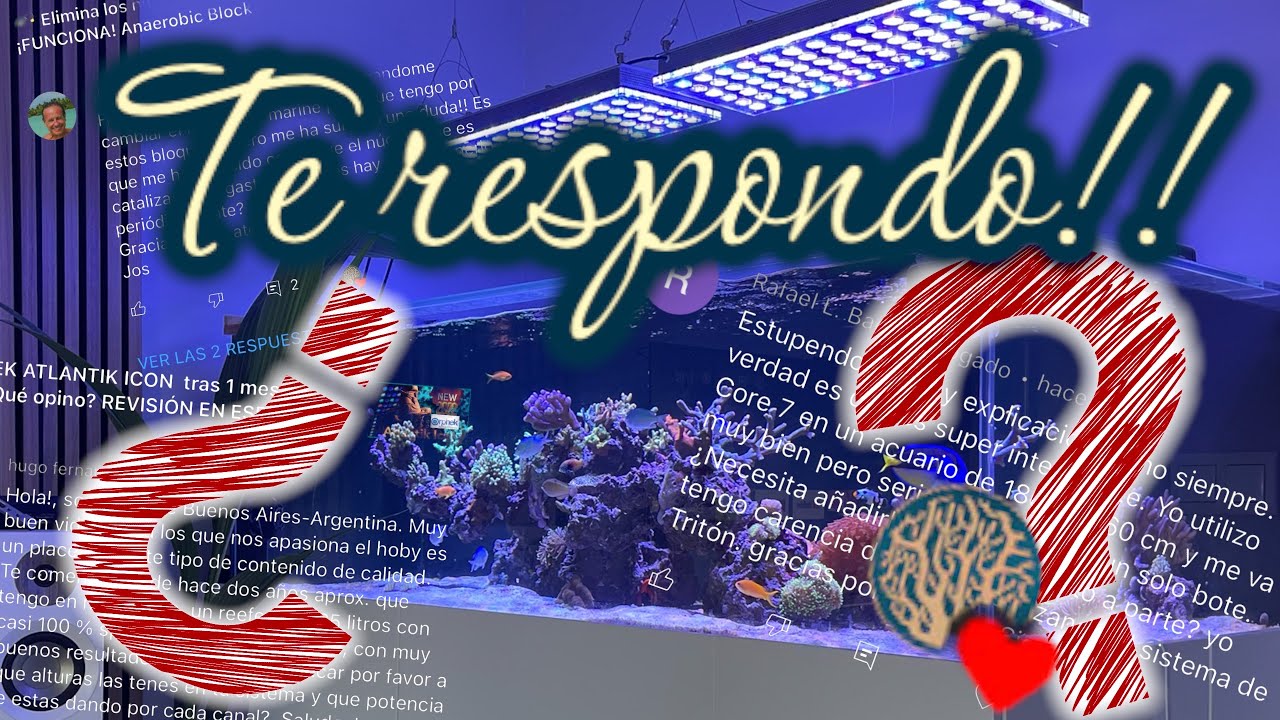 Lord Reef: Respondiendo a Preguntas 1 #acuariomarino - YouTube