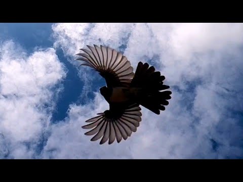 Willie Wagtail Swooping Slow Motion - YouTube