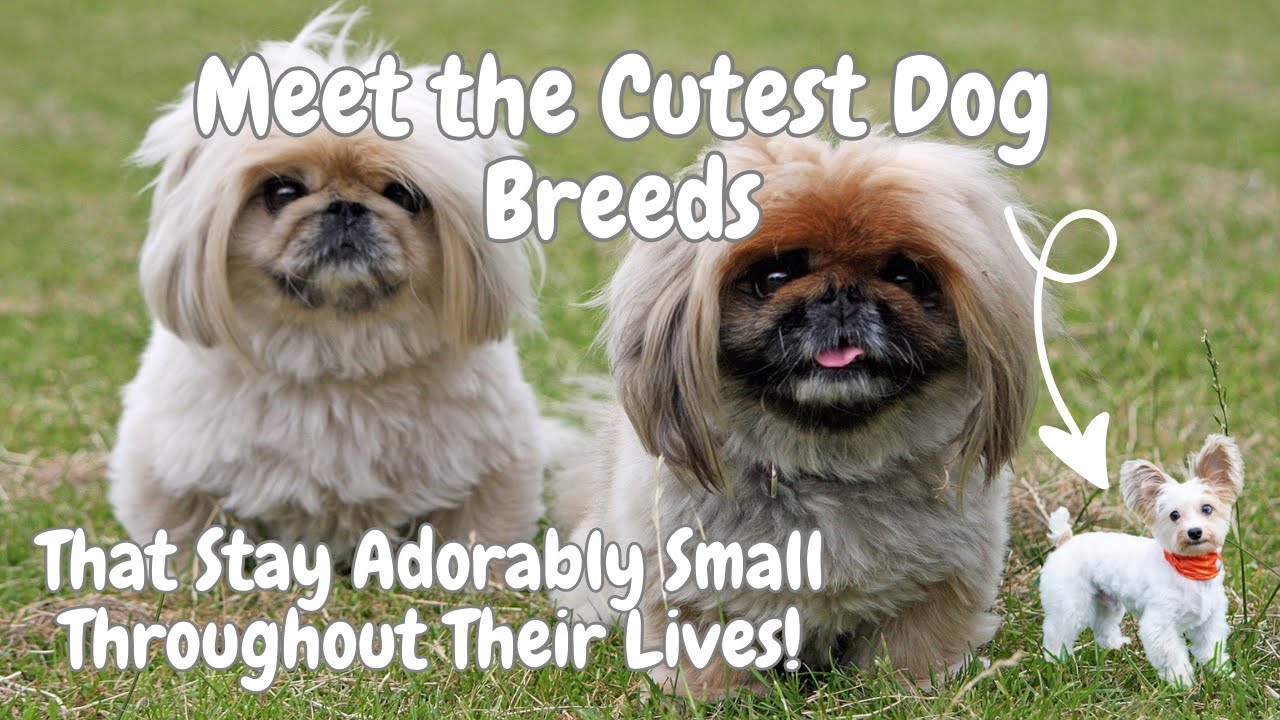 15 Adorable Dog Breeds That Stay Small Forever - YouTube