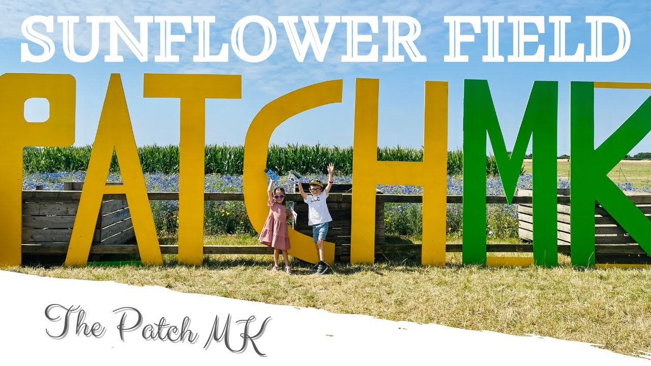 SUNFLOWER PICKING | Sunflower Field | The Patch MK - YouTube