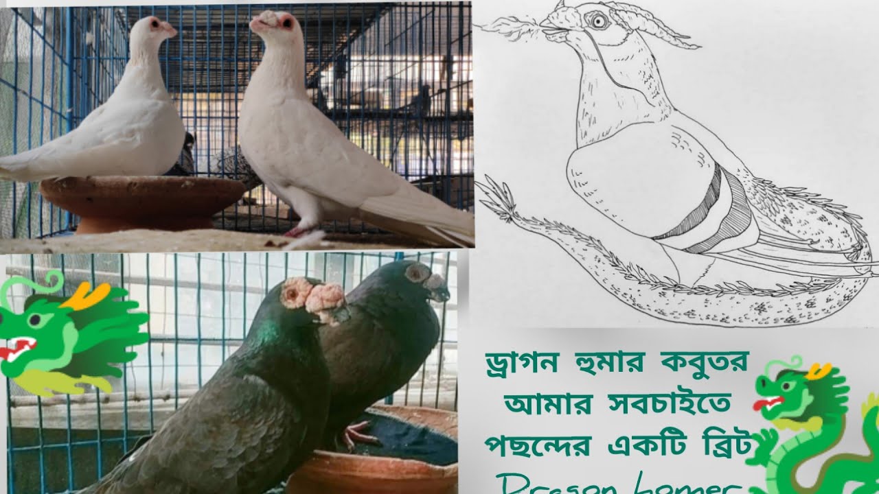 Dragon homer,most favourite breed, awesome looking pigeon.i love them ...