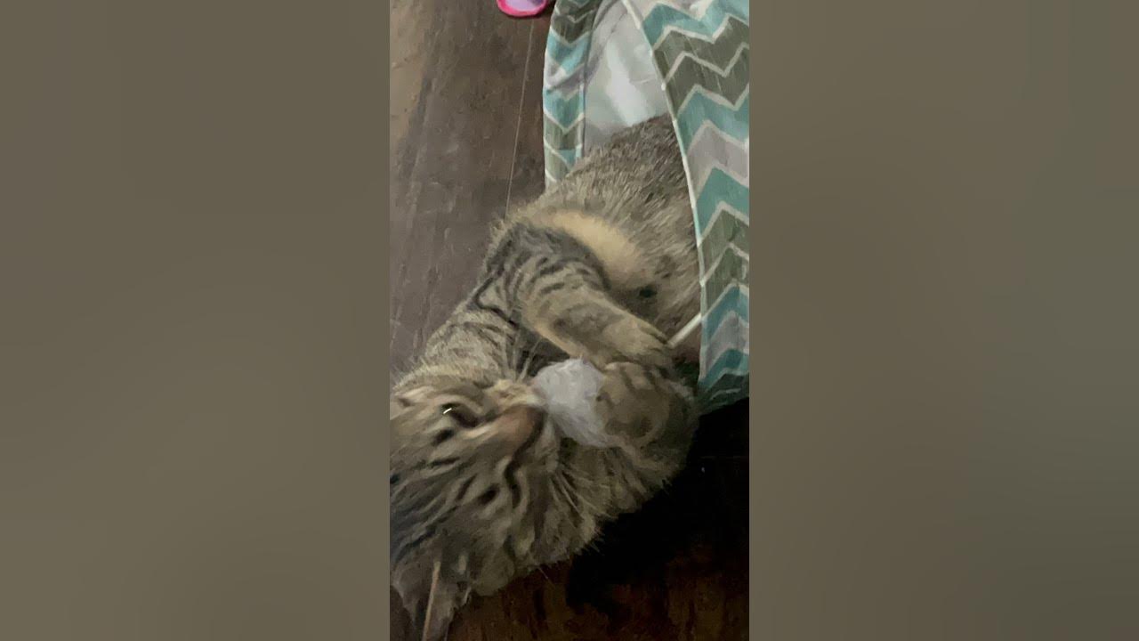 Show my cat some ️ love - YouTube