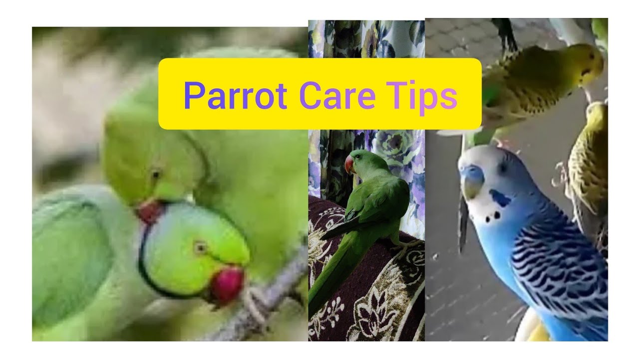 Parrot full day routine and care in Assamese - YouTube