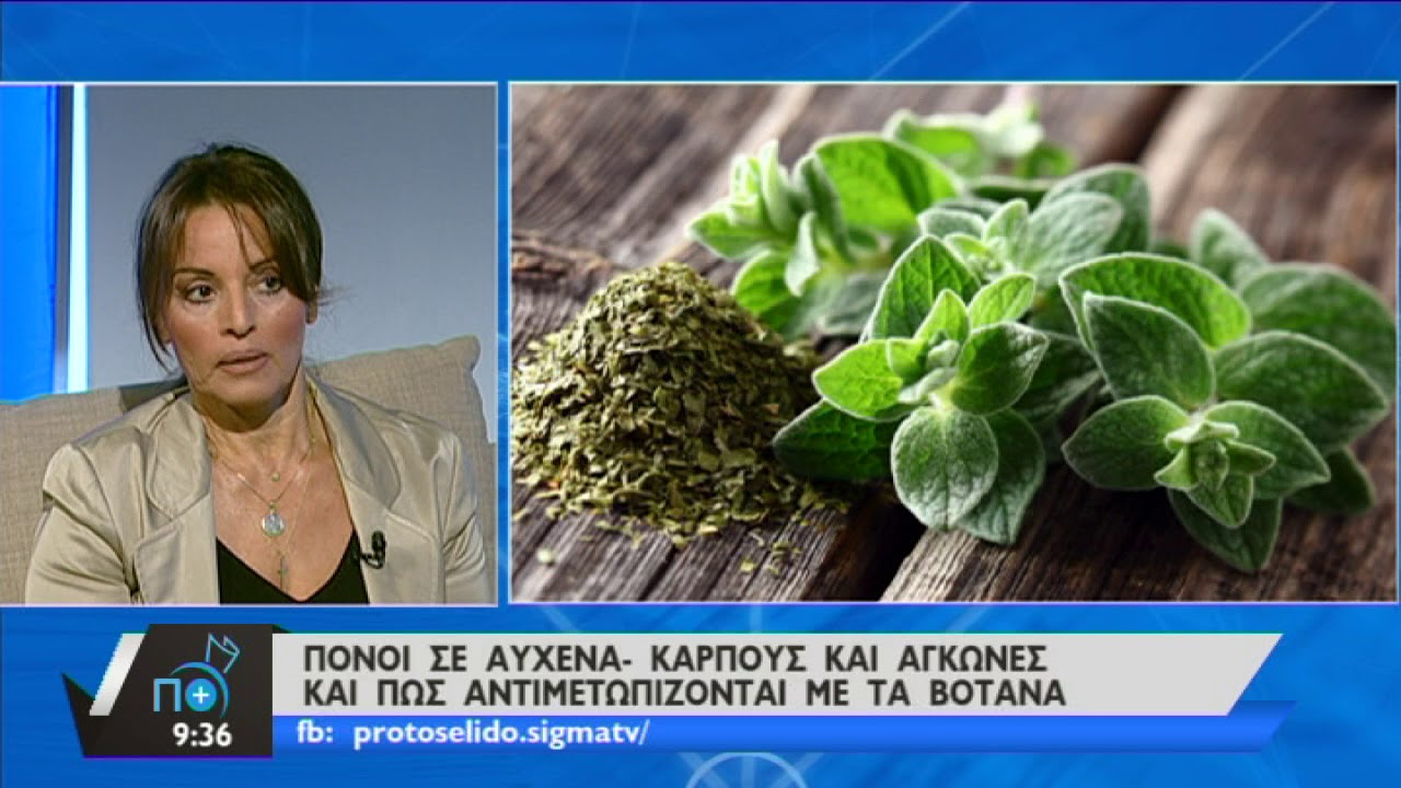 ΤΑ 4 ΦΥΛΛΑ ΠΟΥ ΔΙΩΧΝΟΥΝ ΤΟΥΣ ΠΟΝΟΥΣ ΣΤΙΣ ΑΡΘΡΩΣΕΙΣ ΣΤΟΥΣ ΜΥΕΣ ΚΑΙ ΤΑ ...