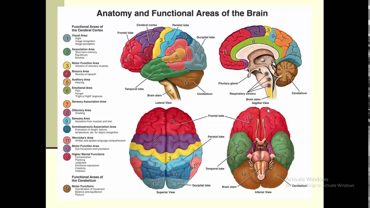 EBB: Lecture 1 (part 1/2) Brain Basics Dr. Bassma Elsabaa - YouTube