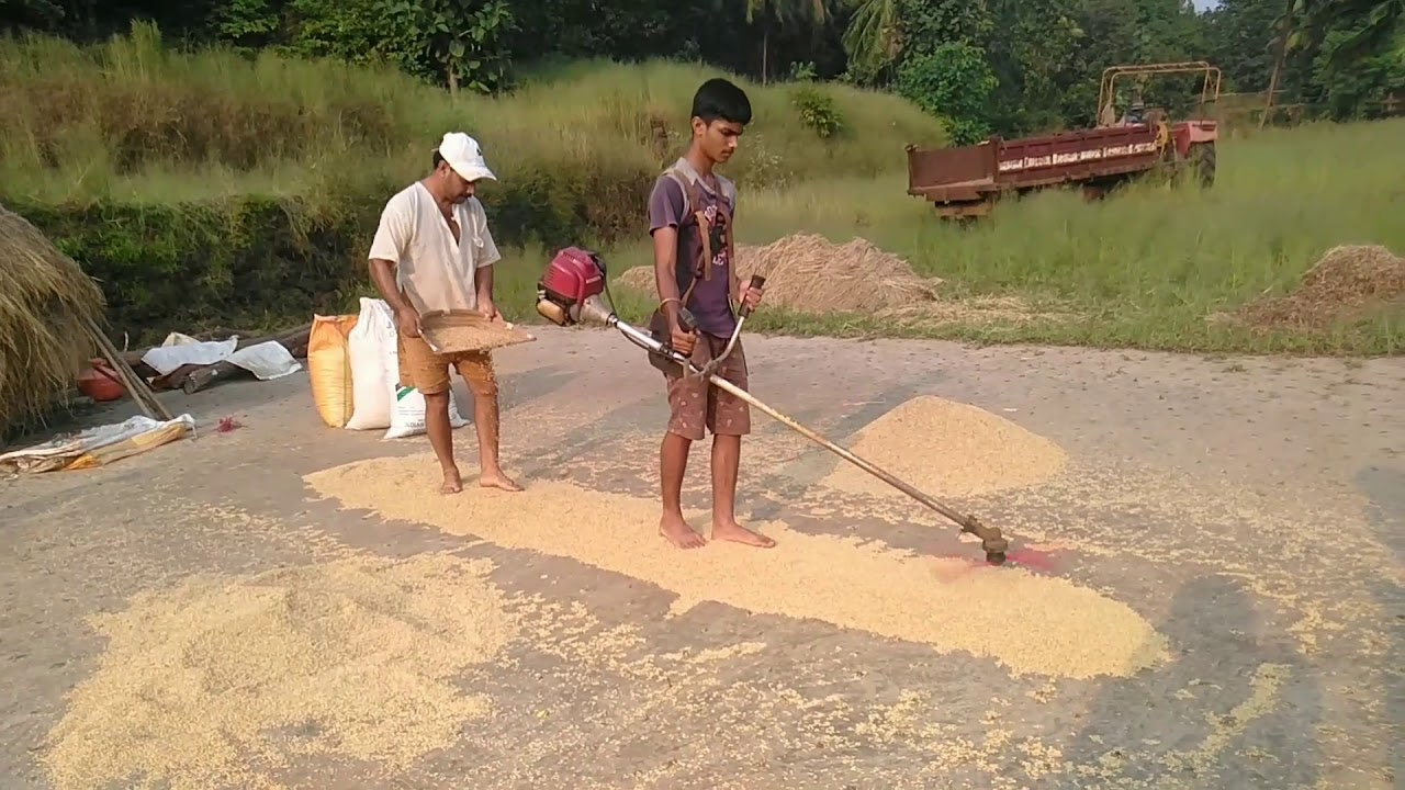 winnowing rice seeds by grass cutter - new technique. - YouTube