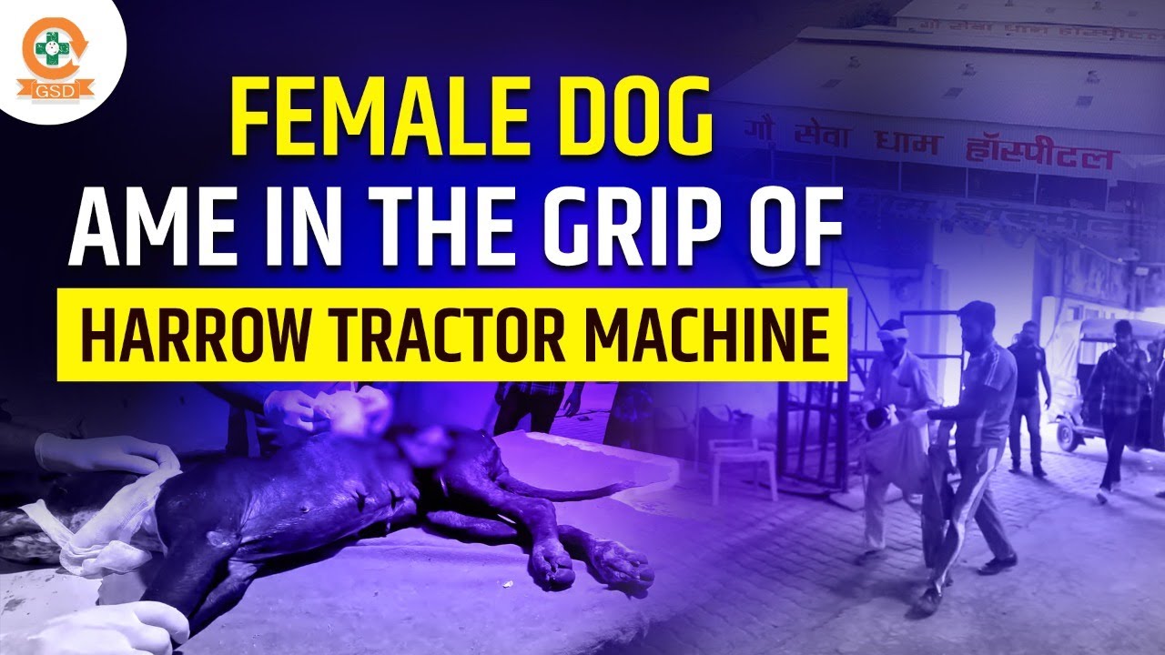 Female dog came in the grip of harrow tractor machine. - YouTube