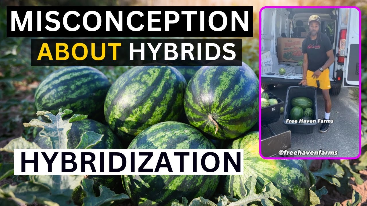 Misconception About Hybrids - How Hybridization Occurs Naturally Cross ...