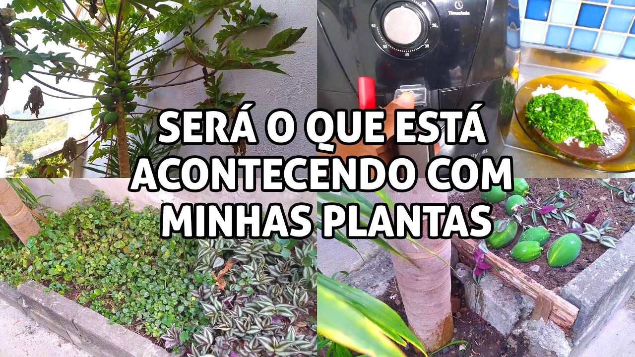 O que está acontecendo com as plantas do canteiro??? Tive que arrancar ...