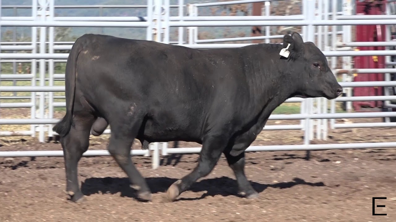 Kirkes Black Angus Ranch LOT 67 - YouTube