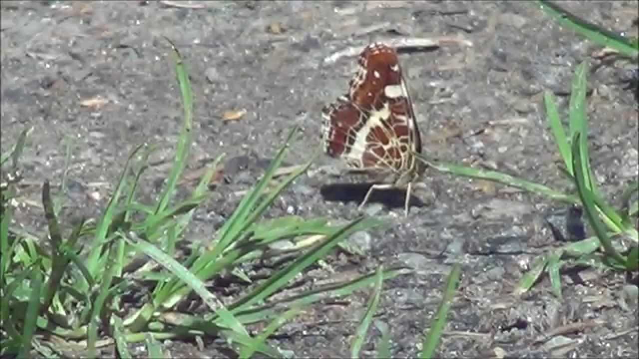 Kaunis perhonen - Karttaperhonen - YouTube