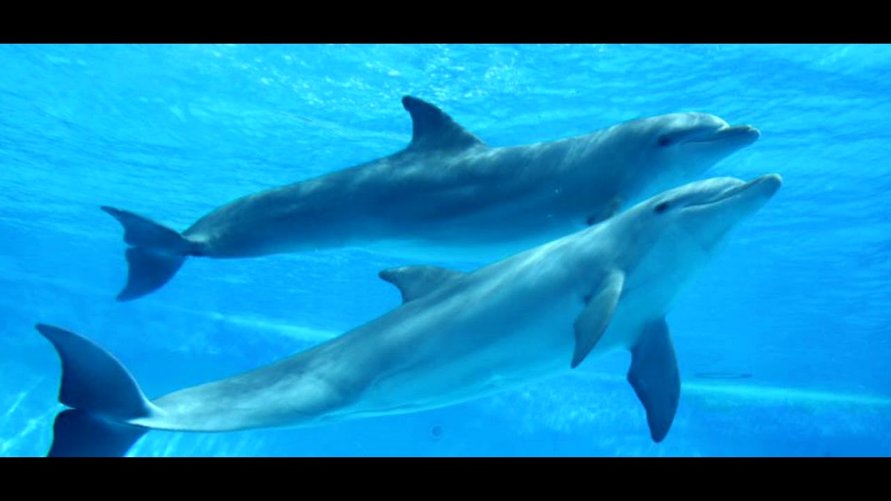DELFINES INTELIGENTES DOCUMENTAL | CURIOSIDADES ANIMALES - YouTube