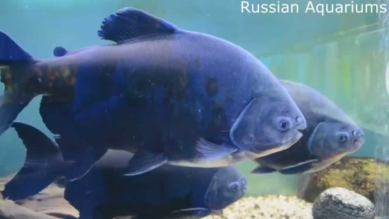 Черный Паку Colossoma Brachypomus - YouTube