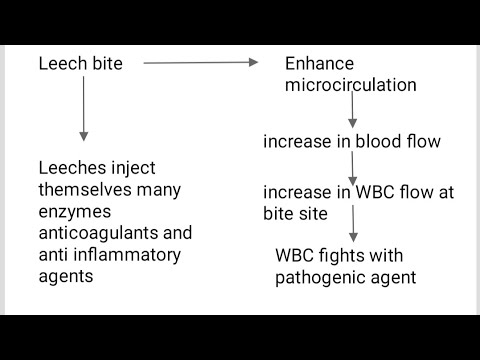 Leech therapy mechanism of action Explained . #leechtherapy - YouTube