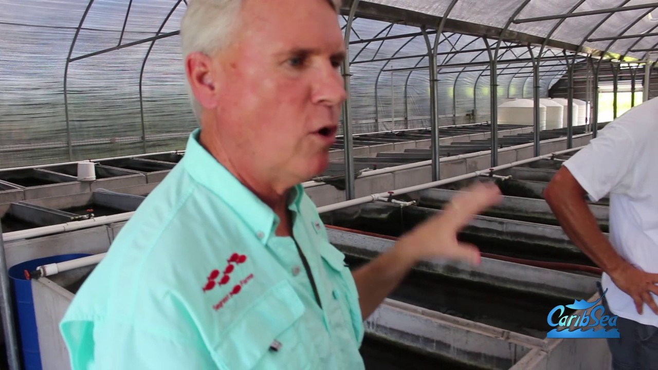 Harvesting/Seining Glo fish with Segrest Farms - YouTube