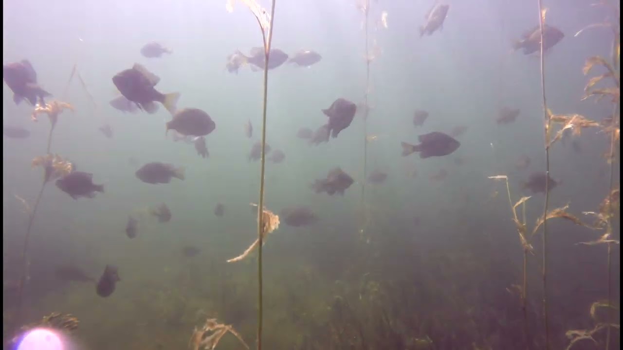 Hundreds of sunfish in West Hill Pond - YouTube