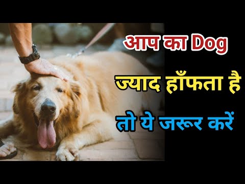 Dogs Pant Problem Solution / Dog Ke hafne Ki Problem / Dog Ka Haphna ...