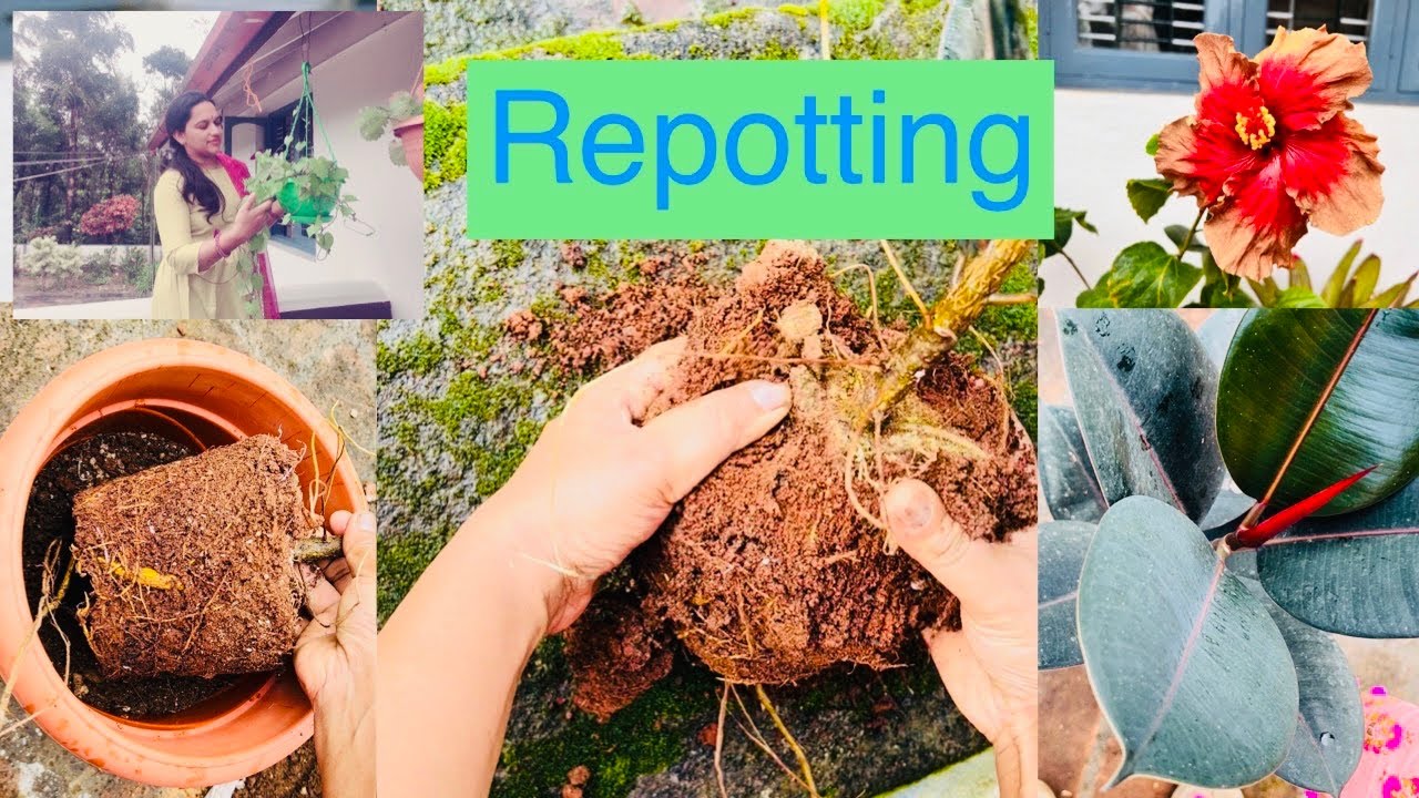 Repotting ಮಾಡುವ ಸರಿಯಾದ ವಿಧಾನ / Nursery ಯಿಂದ ತಂದಿರುವ ಗಿಡವನ್ನು Repot ...