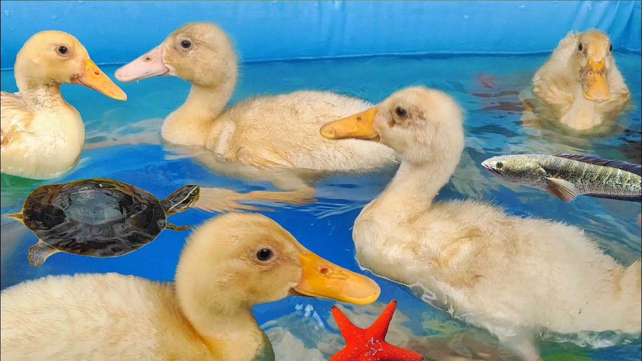 Cute little ducklings swimming in pool with turtle, fish, animal sea in ...