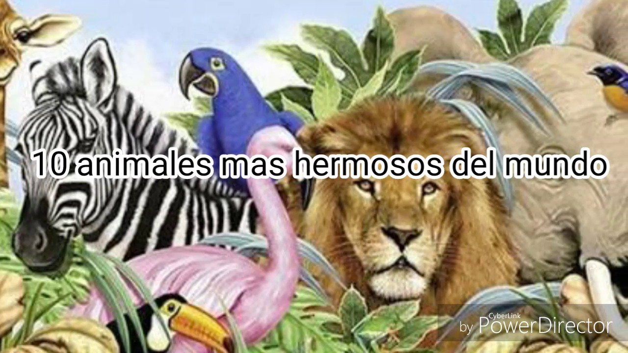 Los 10 animales mas hermosos del mundo 😍😍😍 - YouTube