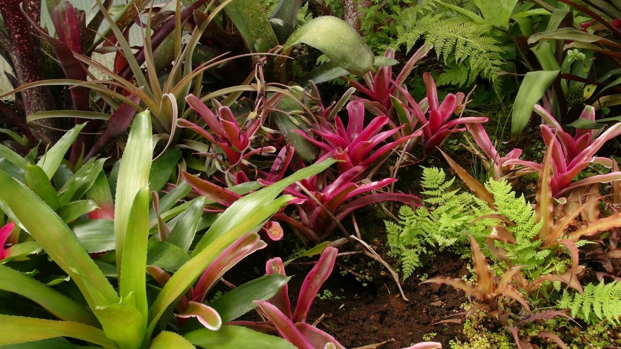 Botanická zahrada Tábor 2 - YouTube