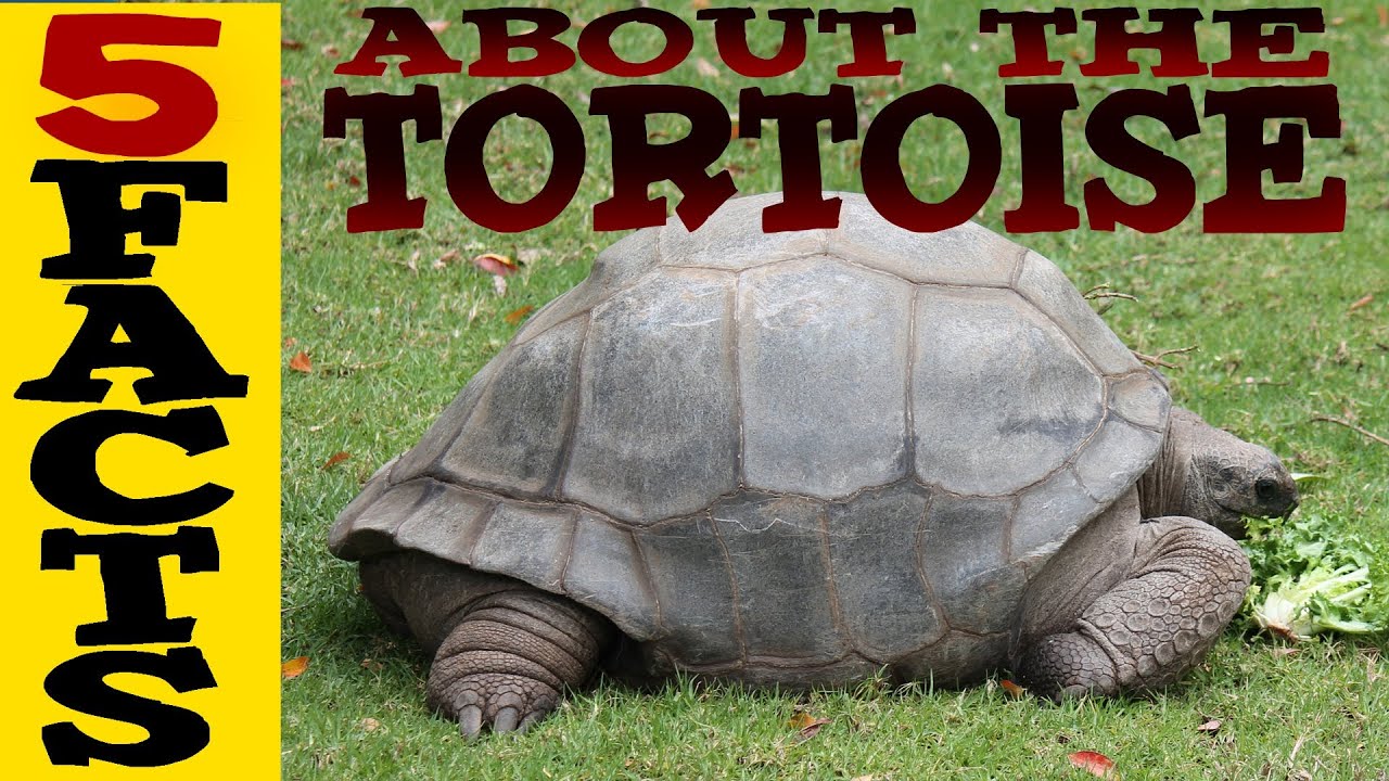 5 facts about the tortoise - YouTube