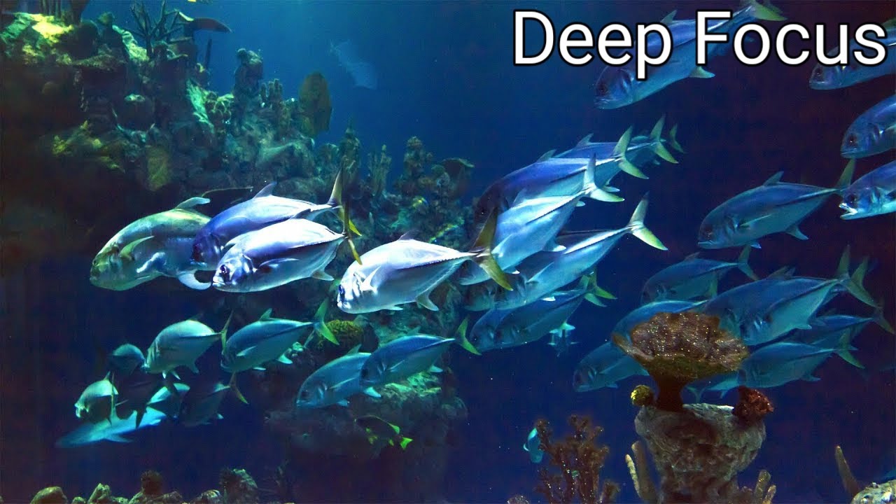 Natures Most Beautiful School Of Fish Swim With Relaxing Music - YouTube