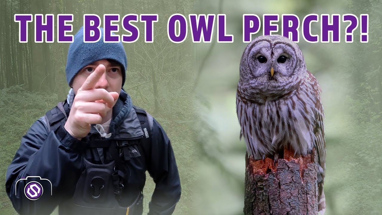 Barred Owl on a Fantastic Perch! – Nikon Z8, Nikkor Z 180-600 - YouTube