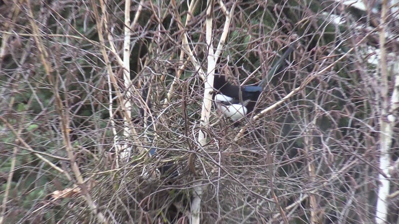 MAGPIES BUILDING A NEST - YouTube