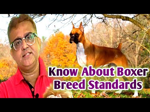All About Boxer Breed | Boxer Breed Standards & Information | Sankha ...