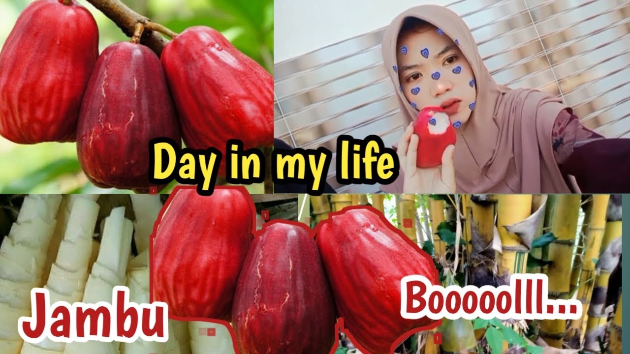 PANEN BUAH JAMBU JAMAIKA (jambu boll) || LANJUT IRIS IRIS BUAH BUNG ...