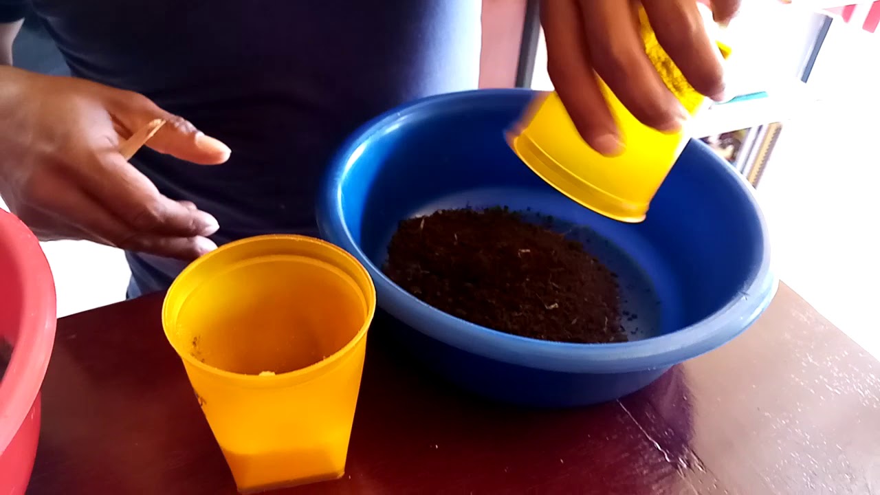 como realizar la prueba de la ureasa - YouTube