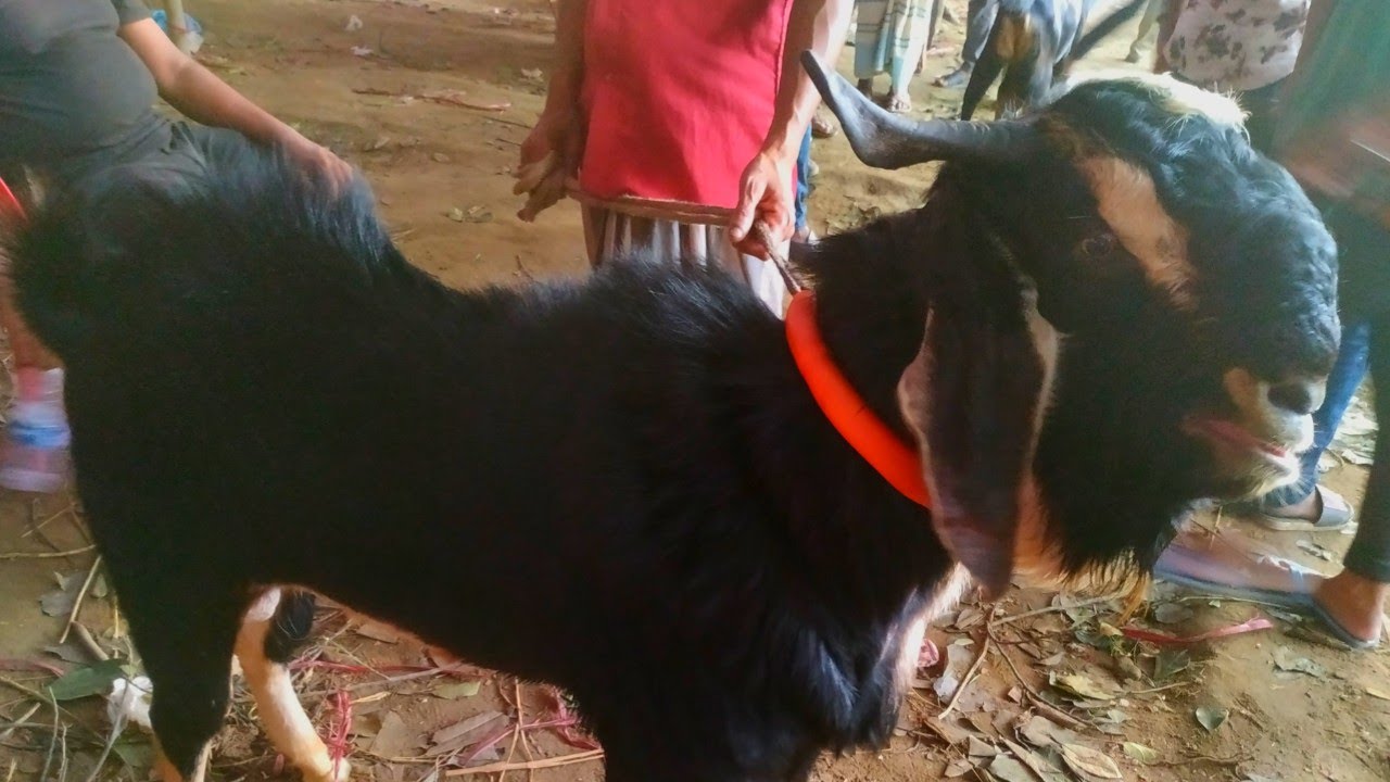 বাজারের সবচেয়ে বেশি বড় দেশী পাঠা ছাগল || Patha Goat Market Chittagong ...