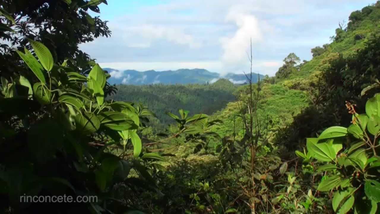 Ecuador: el bosque nublado. Mindo Nambillo - YouTube