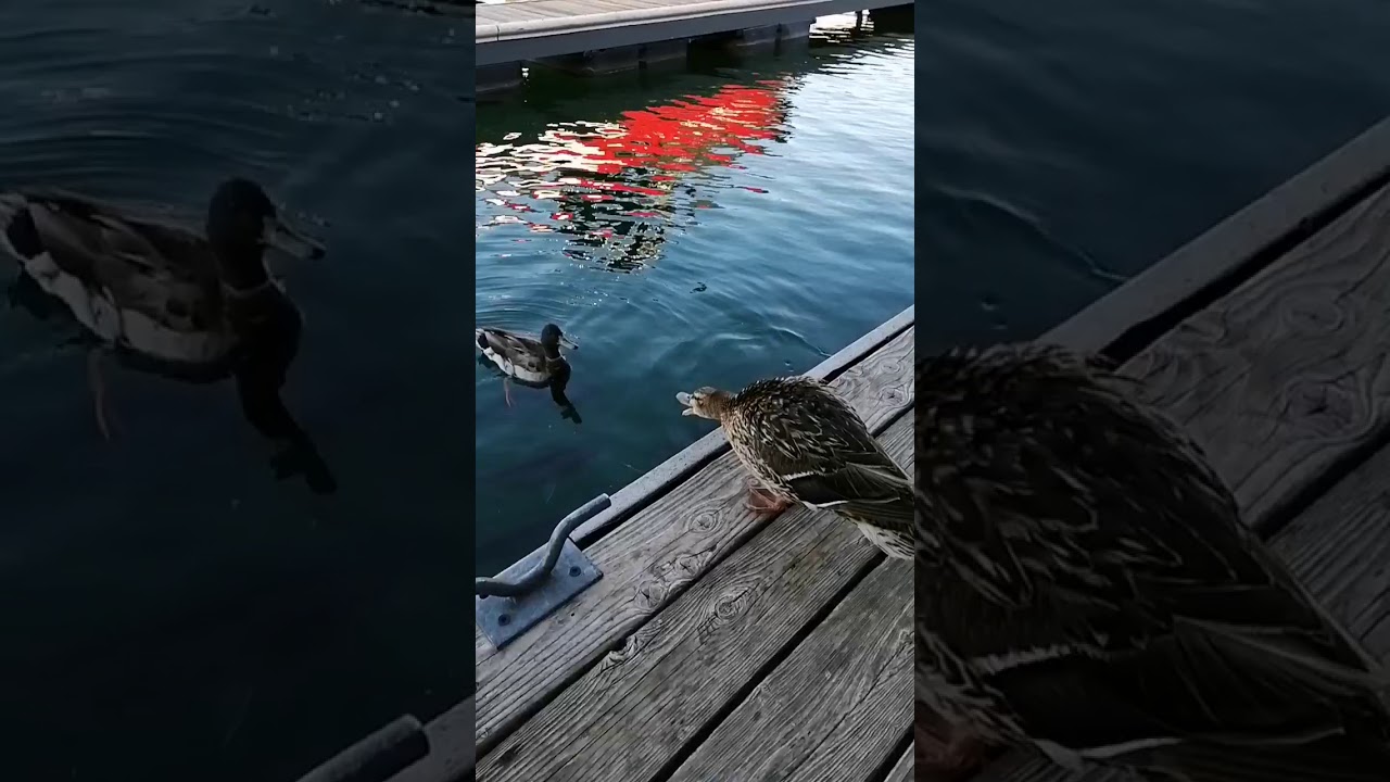 Two ducks talking back and forth Nagging #verydemandingduck # ...