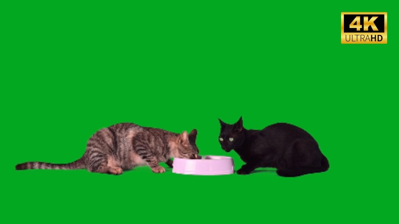 Cat eating green screen video | Cat green screen video | Copyright free ...