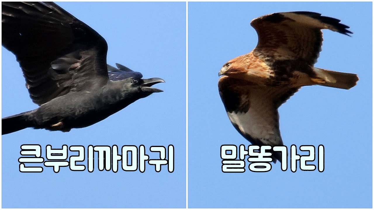 말똥가리 vs 큰부리까마귀ㅣEastern Buzzard vs Large-billed Crowㅣ Birds of Korea ...