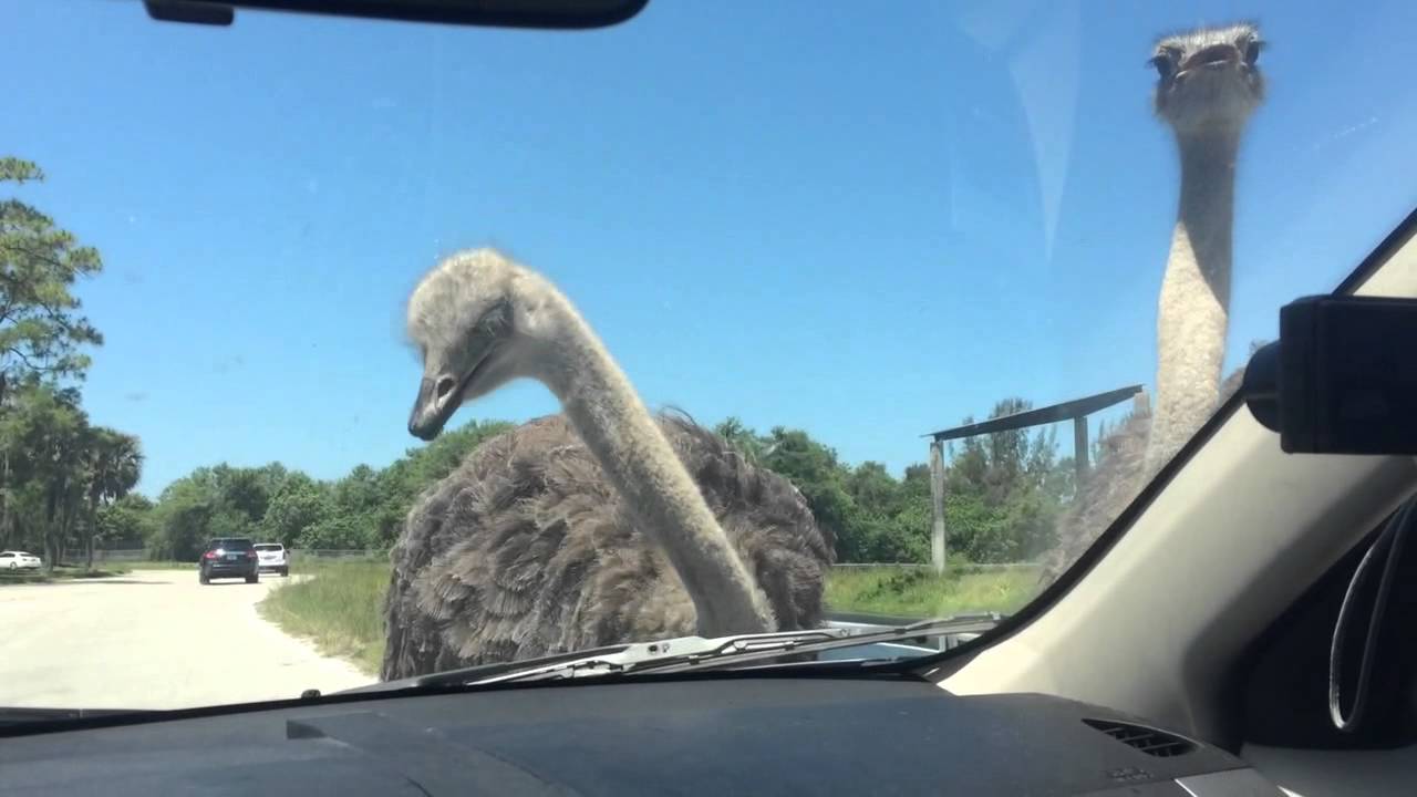 Ostrich attacking our car - YouTube