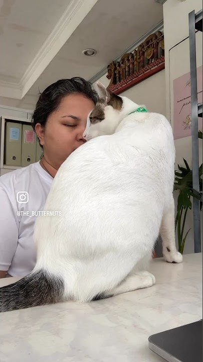 My cat wants attention while meowmy is meditating - YouTube