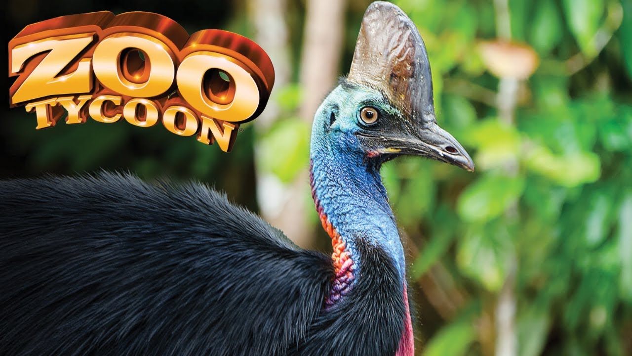 Cassowary Exhibit | Speed Build | Zoo Tycoon 2 - YouTube