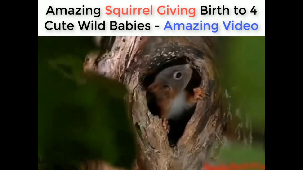 Squirrel Giving Birth Youtube