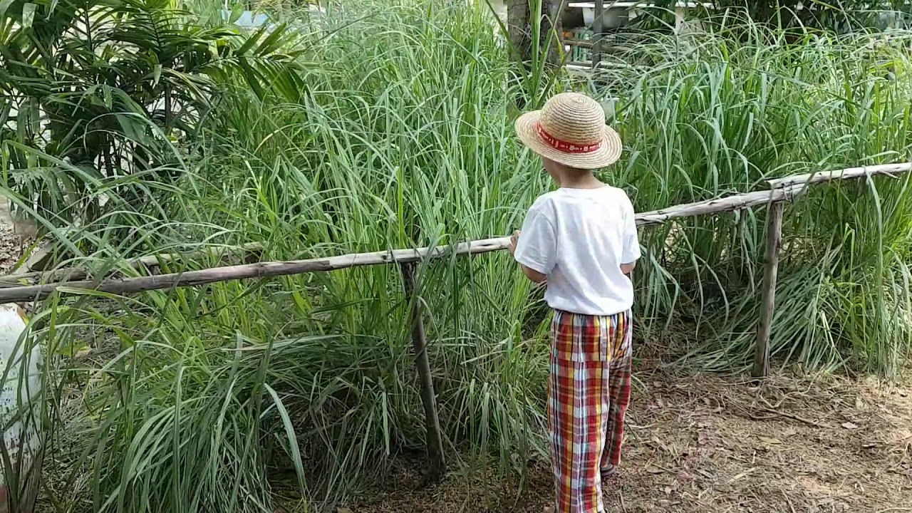 G Farm 15/5/2020 - YouTube