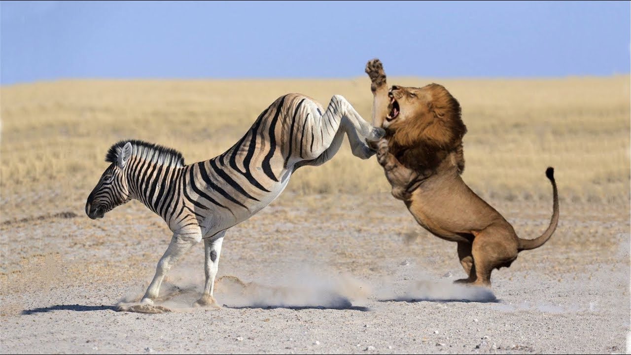 Zebra VS Lion's Attack | Harus Tonton! Lihat Perjuangan Zebra ini Lepas ...