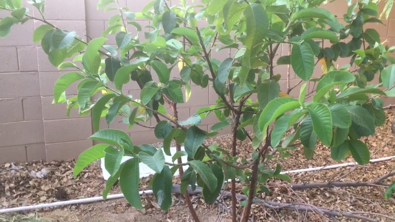Barbie Pink Guava - YouTube